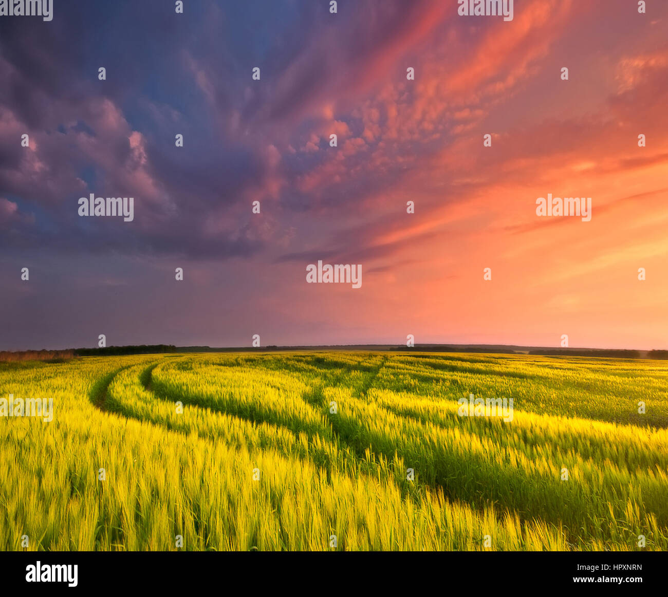 Beautiful field and sky hi-res stock photography and images - Alamy