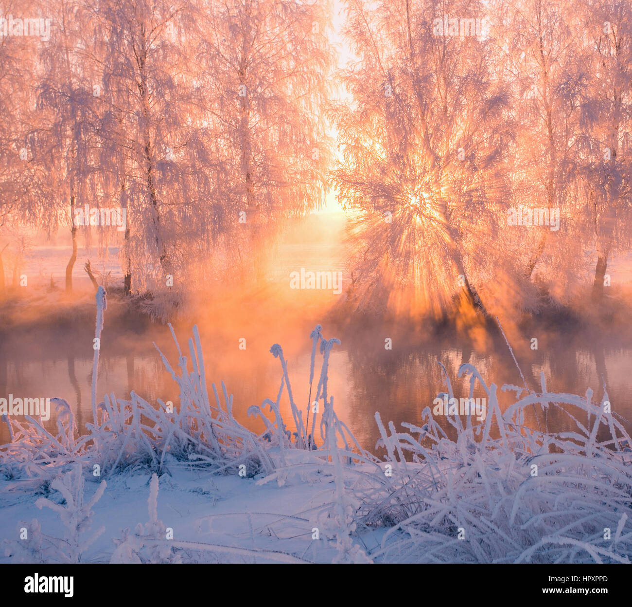 Winter landscape of trees in frost in the early frosty morning Stock ...