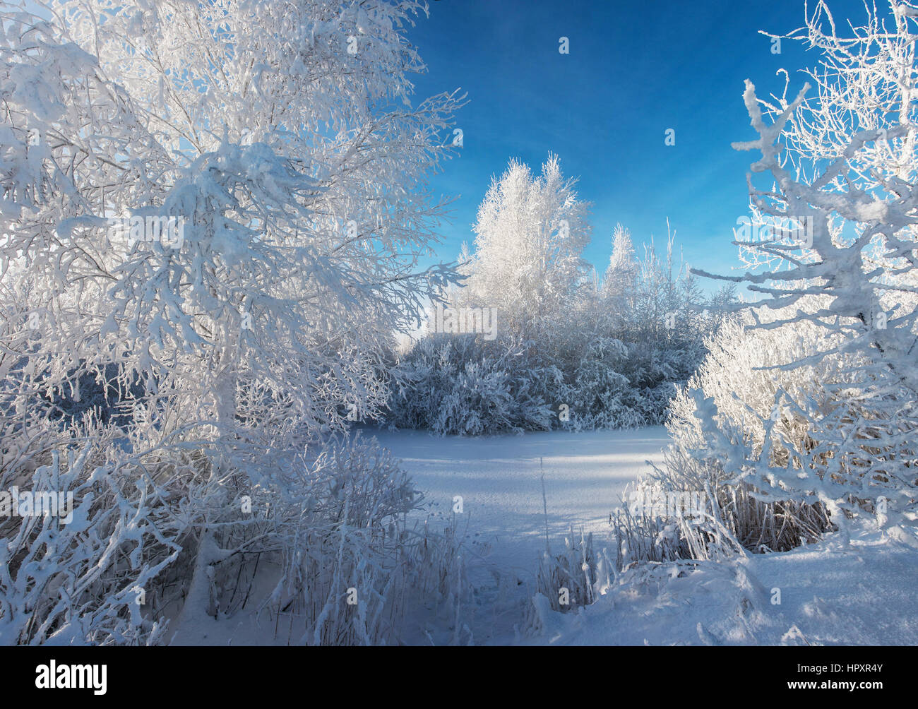 Covered with white frost hi-res stock photography and images - Alamy