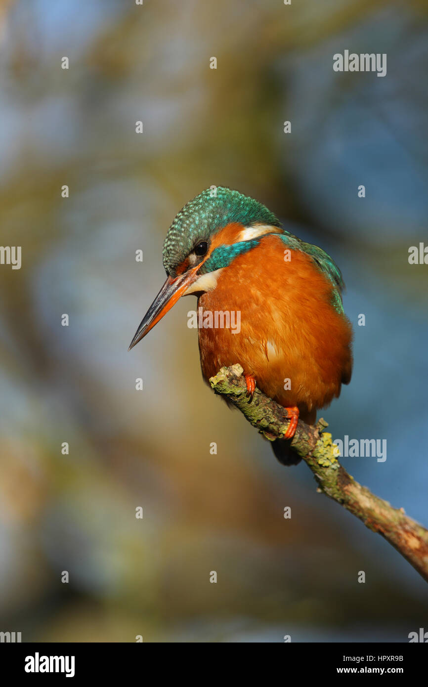 Common Kingfisher, Alcedo atthis, a female, hunting for fish from a ...