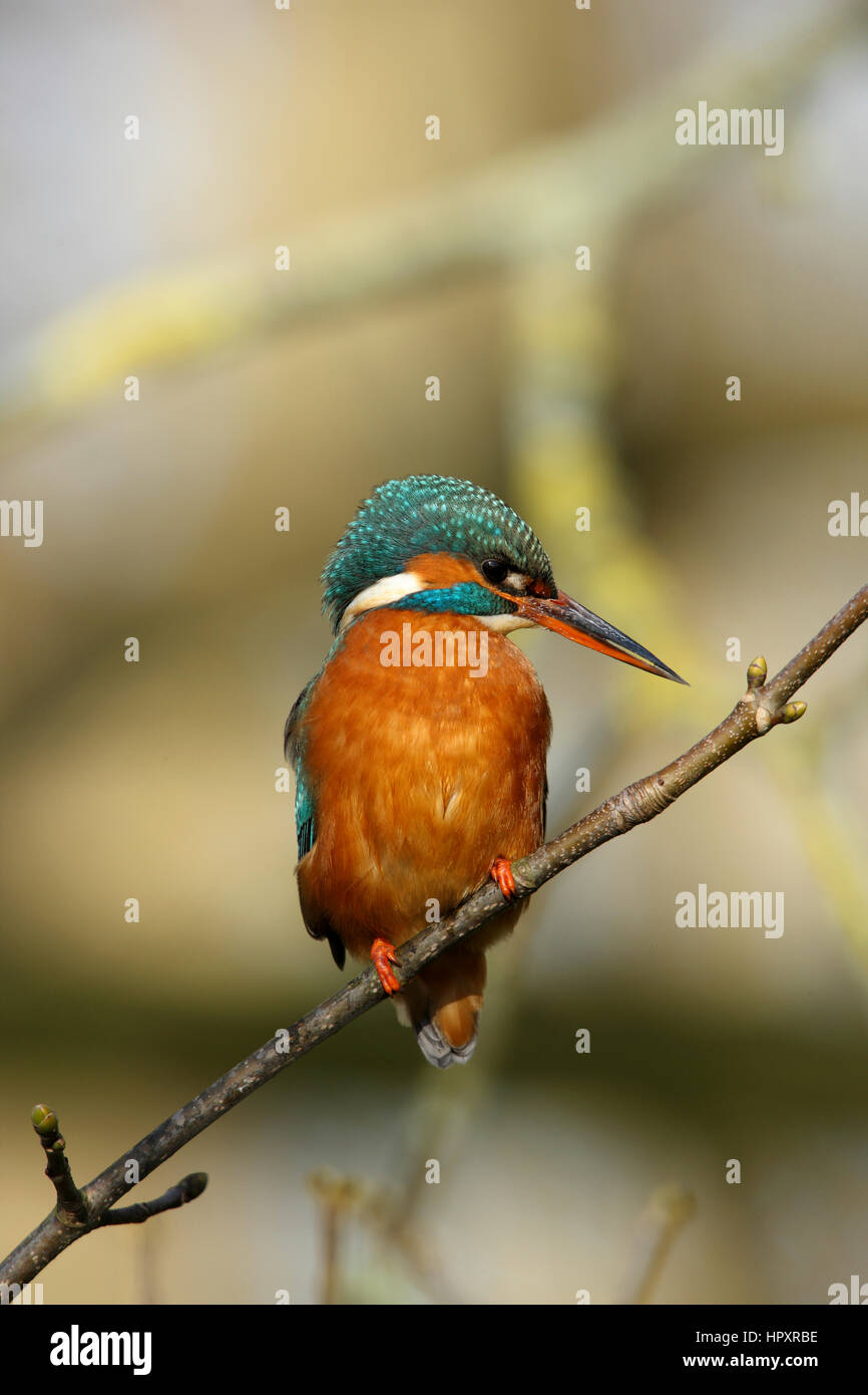 Adult female green kingfisher hi-res stock photography and images - Alamy