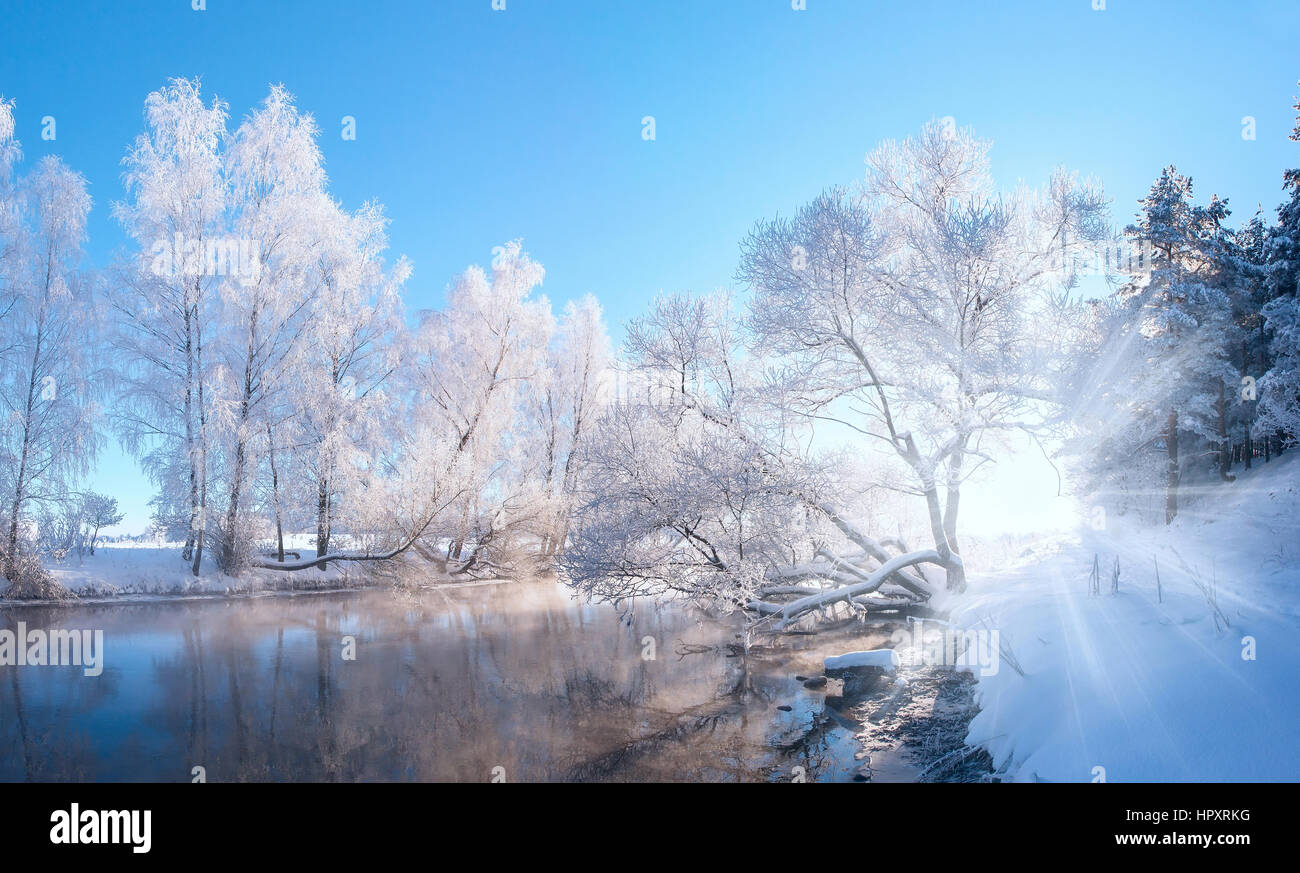 Winter landscape of frozen winter trees illuminated by the rising sun ...