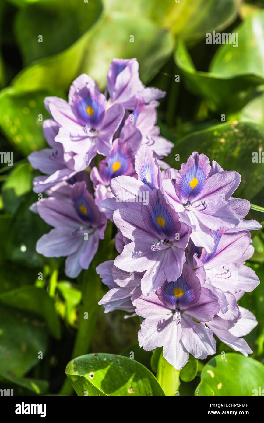 Water Hyacinth Eichhornia Crassipes Major Moore Water