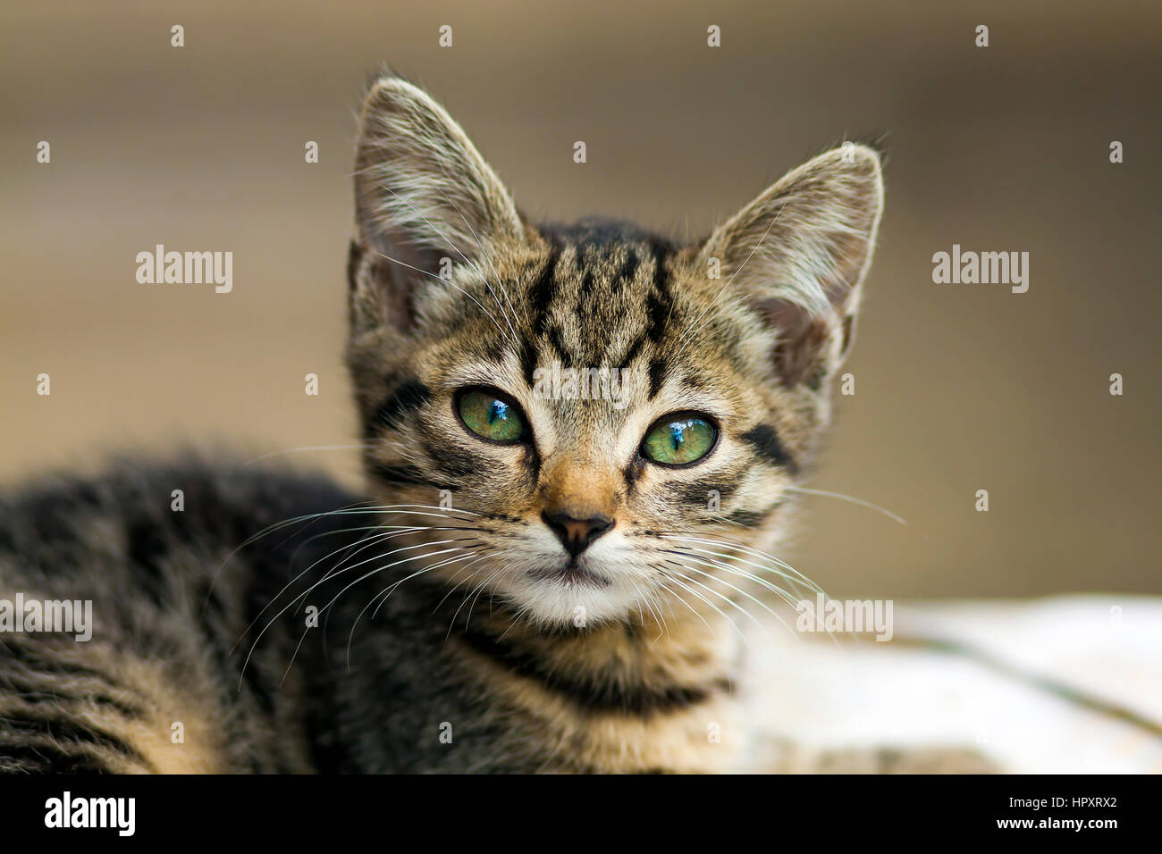 Studio portrain hi-res stock photography and images - Alamy