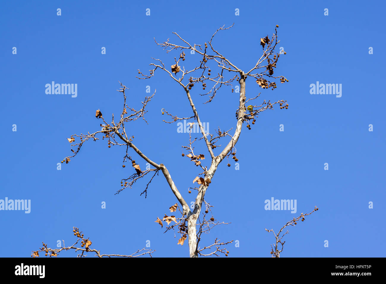 Green leaves on the branches of one tree against the blue sky and ...