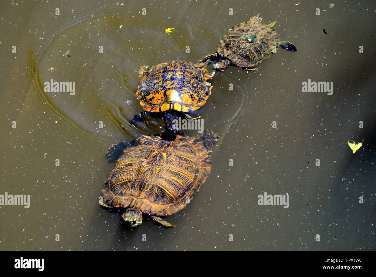 Biological turtles hi-res stock photography and images - Alamy