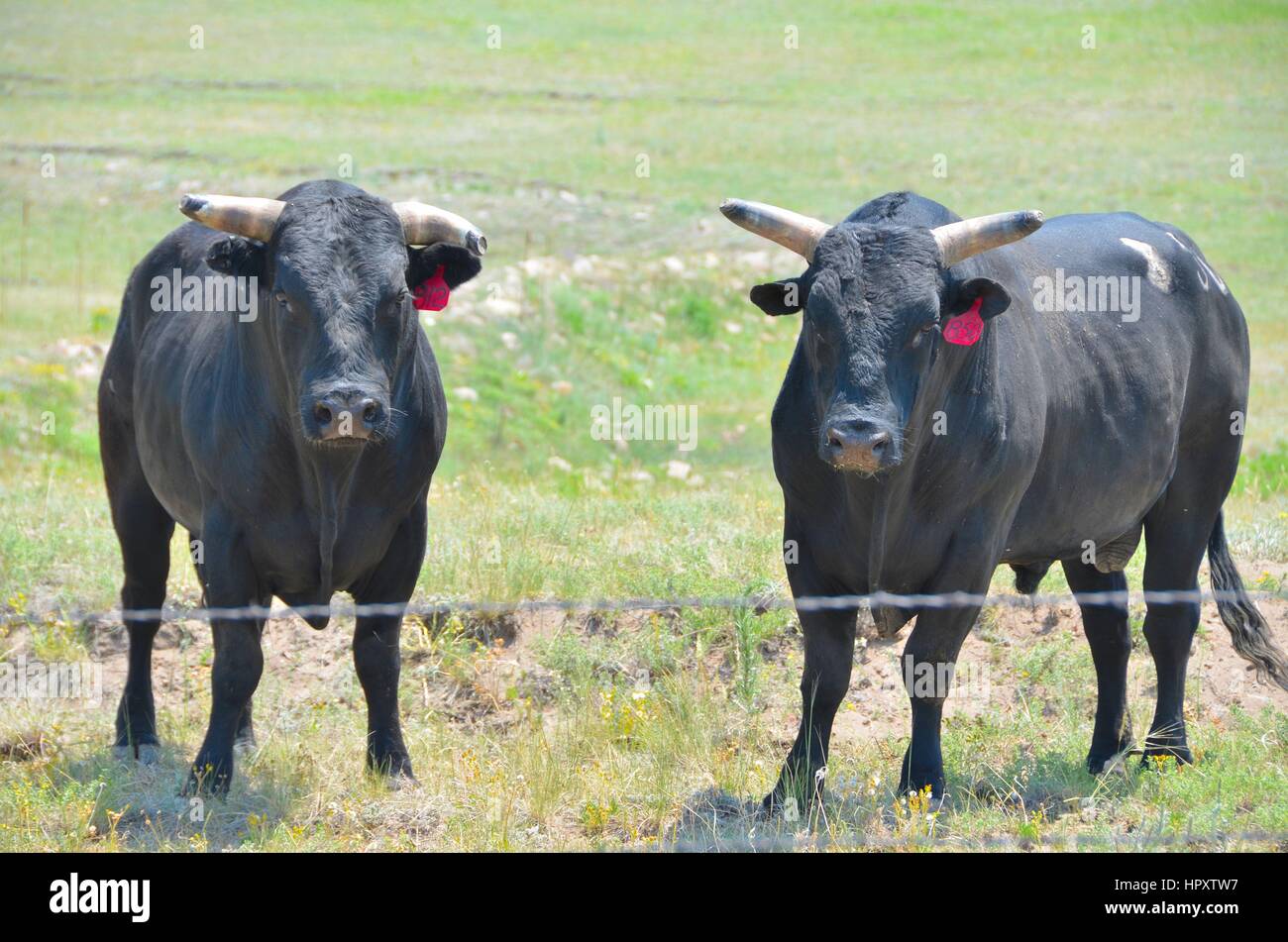 Aggressive bulls hi-res stock photography and images - Alamy
