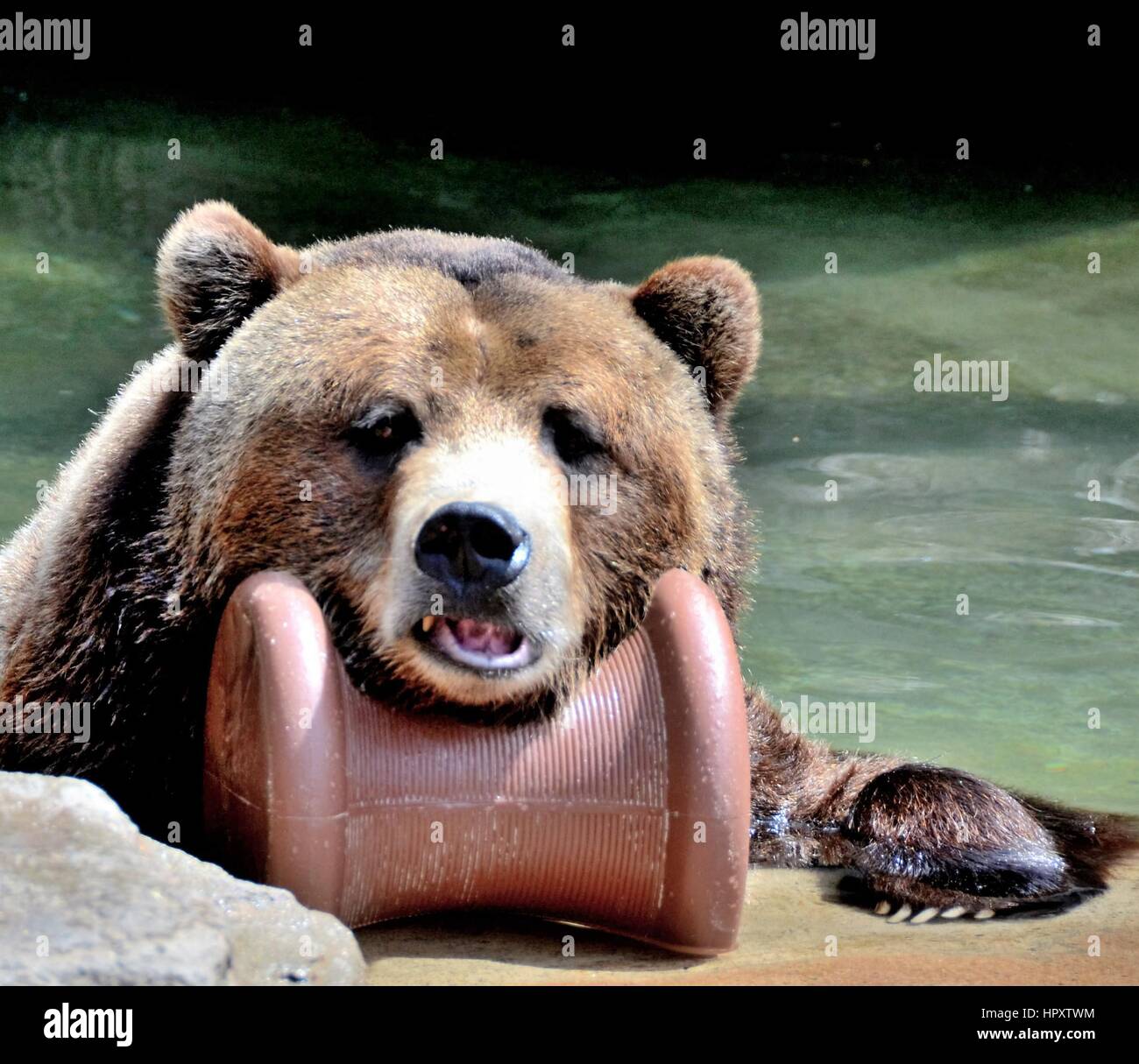 Grizzled bear hi-res stock photography and images - Alamy