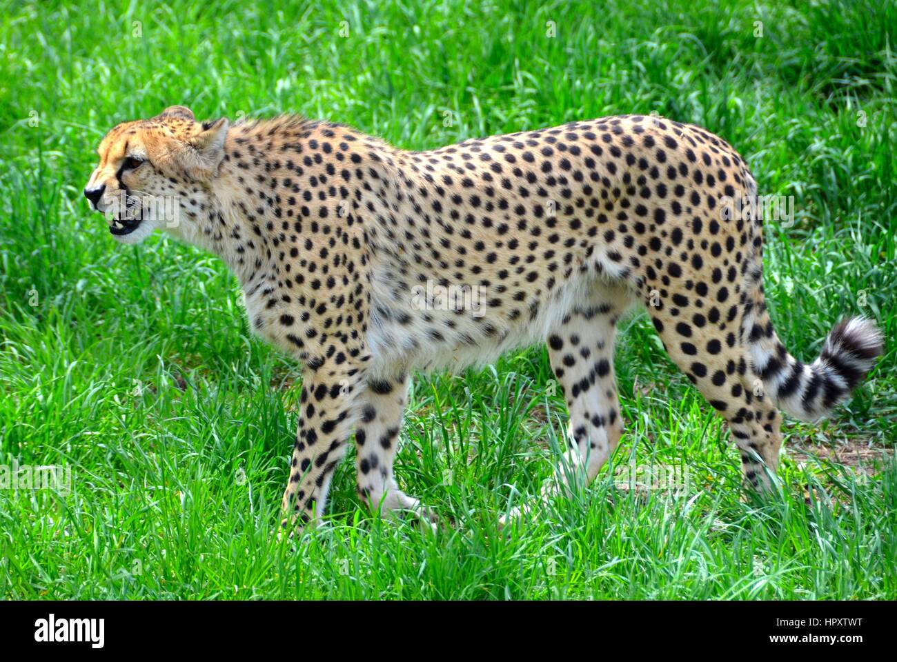 Divrnal hi-res stock photography and images - Alamy