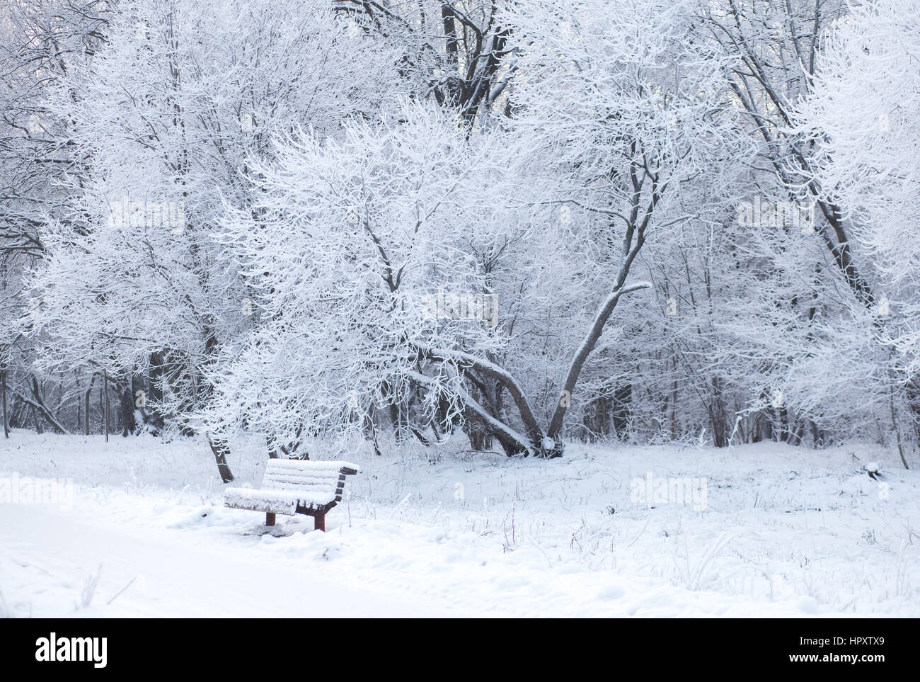 Snowy day in the park with white winter snow Stock Photo - Alamy