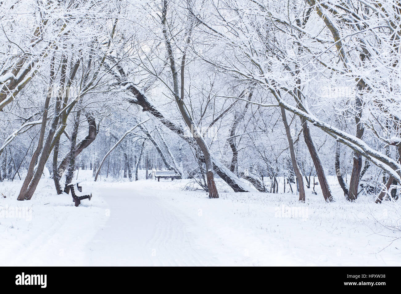 Snow white tree hi-res stock photography and images - Alamy