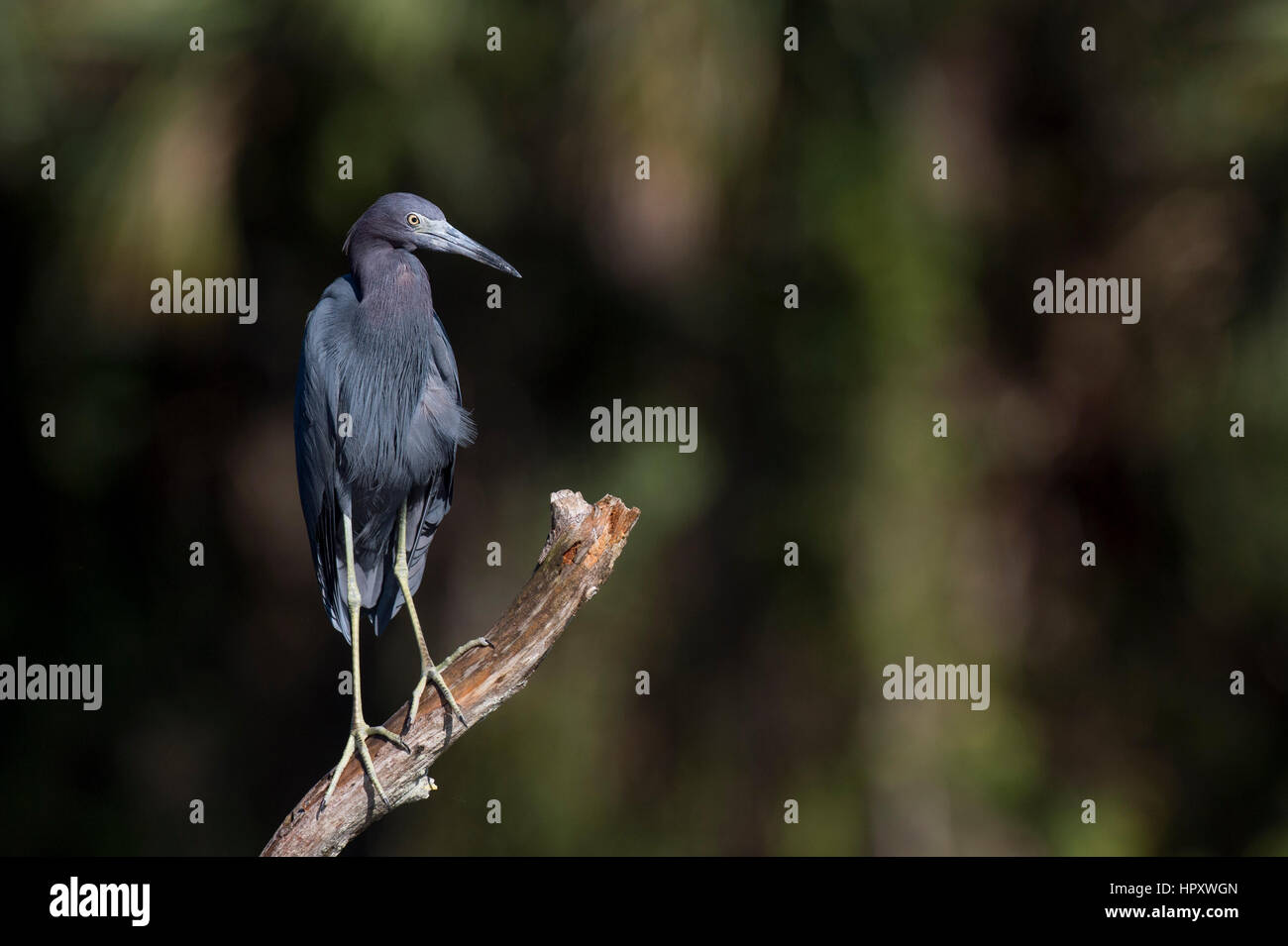 An adult Little Blue Heron perches on a dead tree on a bright sunny day ...