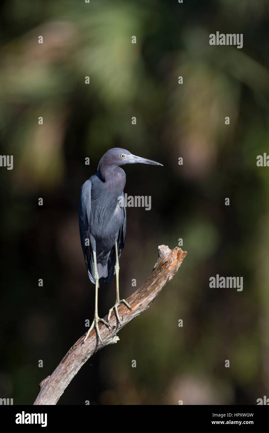 An adult Little Blue Heron perches on a dead tree on a bright sunny day ...