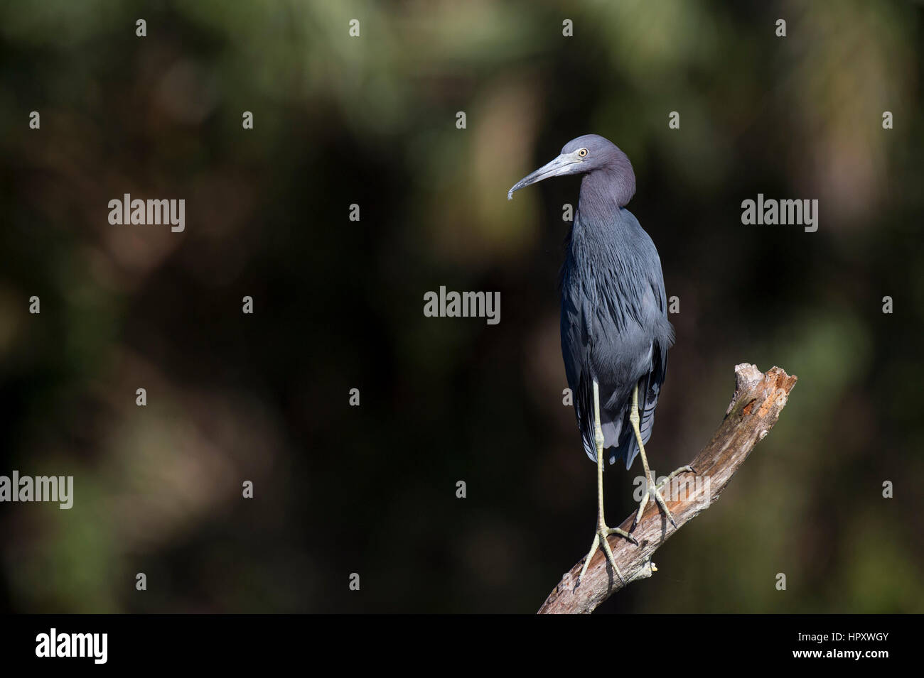 An adult Little Blue Heron perches on a dead tree on a bright sunny day ...