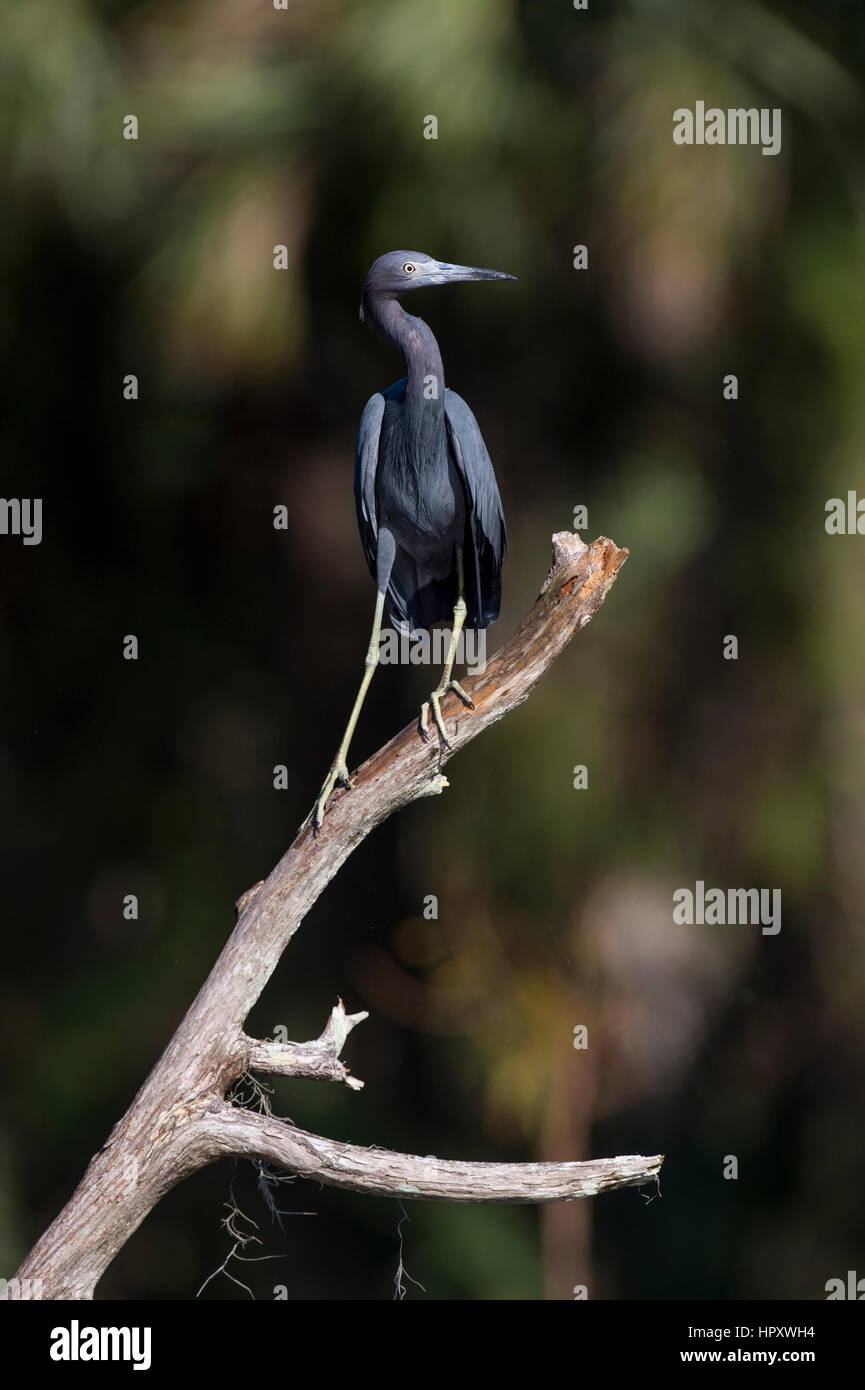 An adult Little Blue Heron perches on a dead tree on a bright sunny day ...
