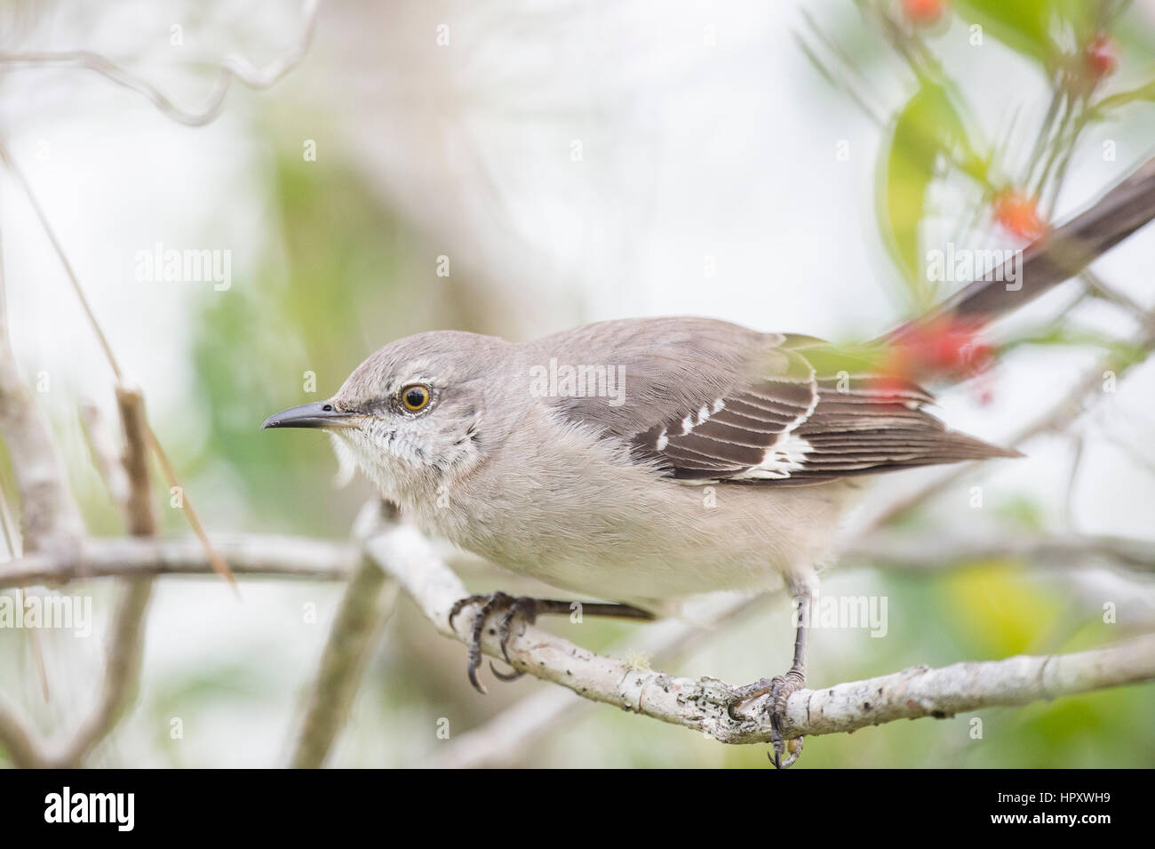 A Northern Mockingbird perches on a small branch with green leaves ...
