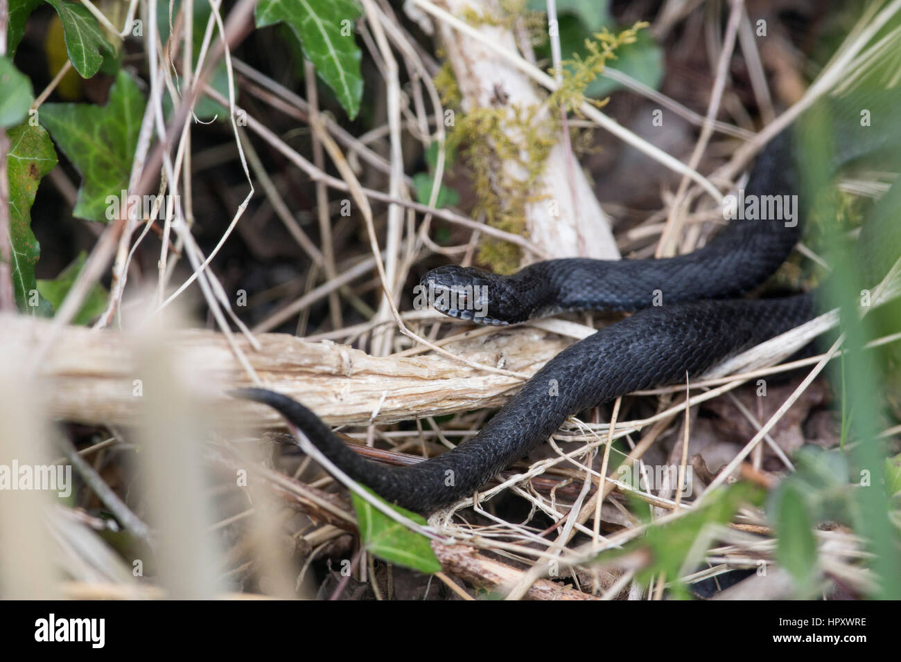 Black adder snake hi-res stock photography and images - Alamy