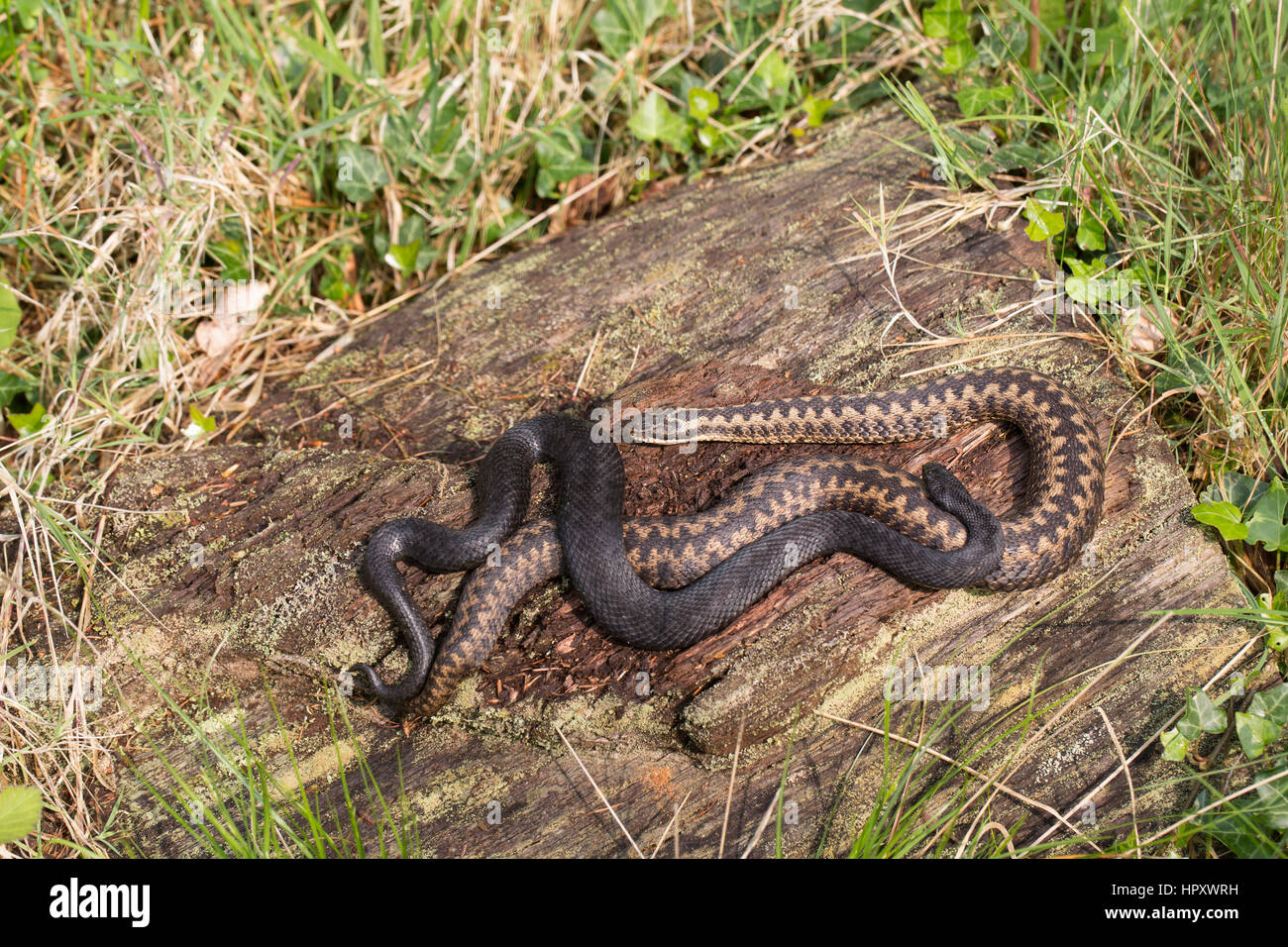 Entwined snake hi-res stock photography and images - Alamy