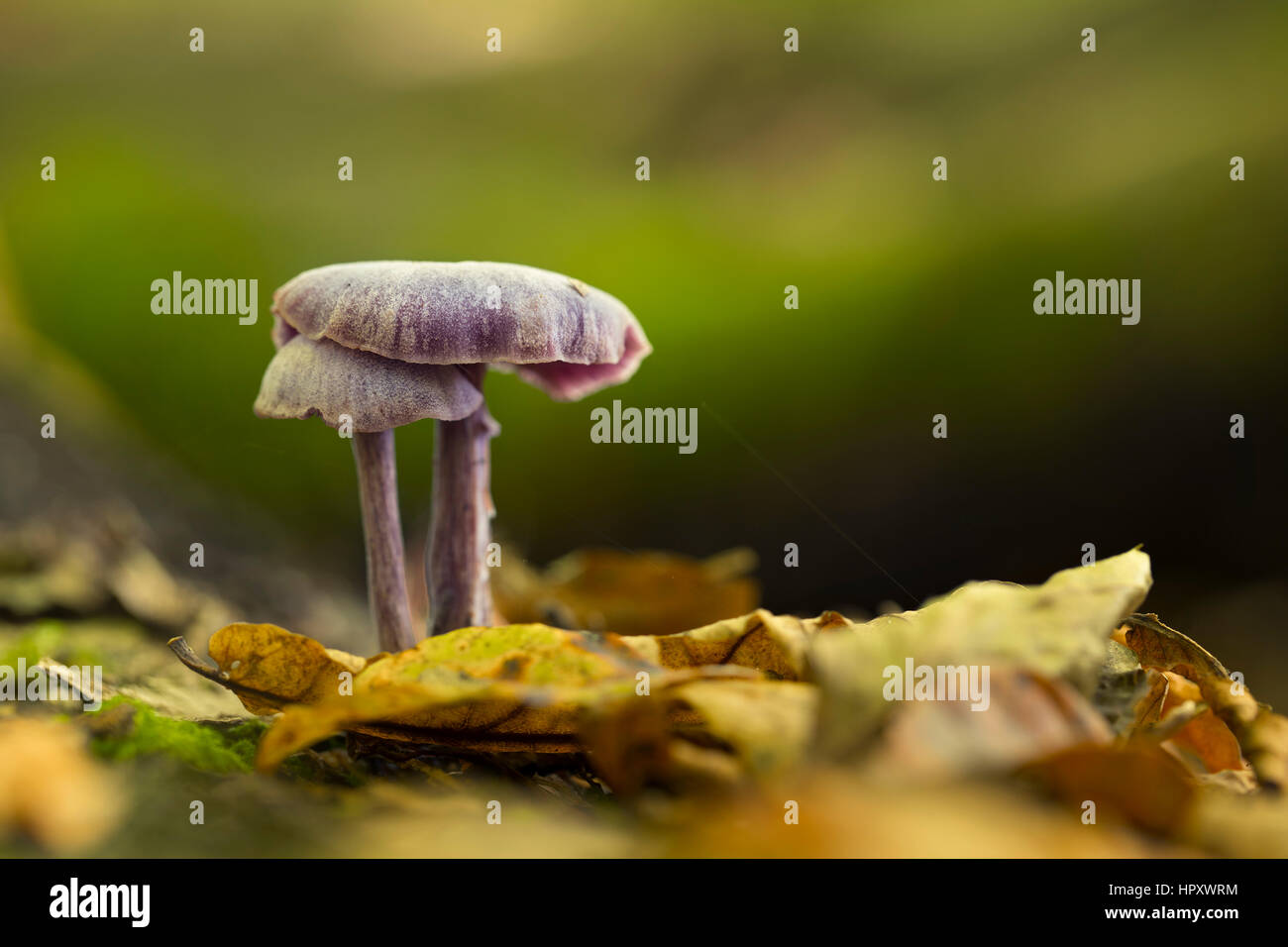 Amethyst deceiver mushroom uk hi-res stock photography and images - Alamy
