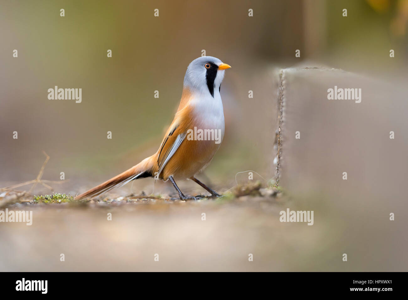 Bearded Tit; Panurus biarmicus Single Male Somerset; UK Stock Photo - Alamy