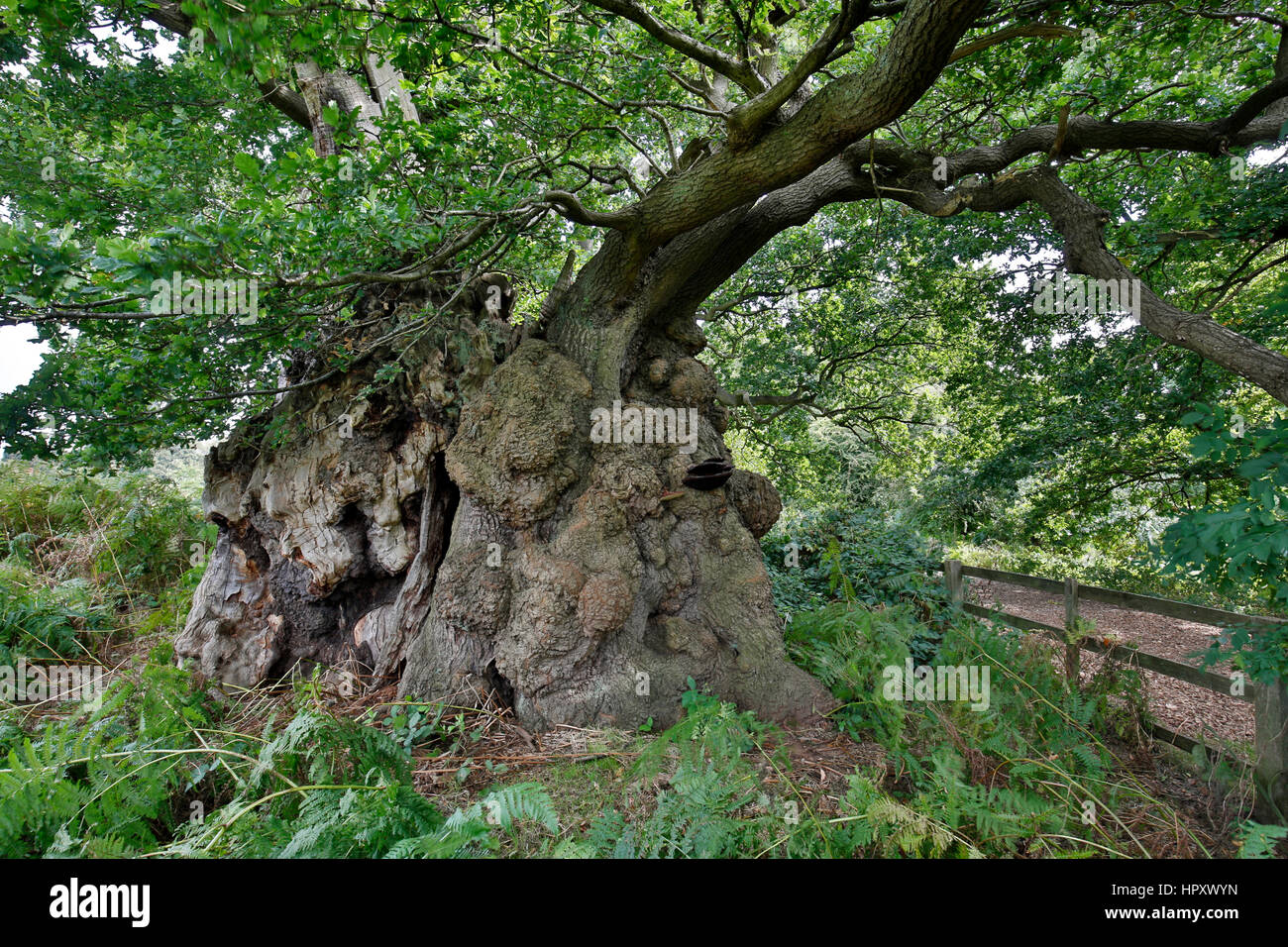 Old Oak Tree Uk Stock Photos & Old Oak Tree Uk Stock Images - Alamy