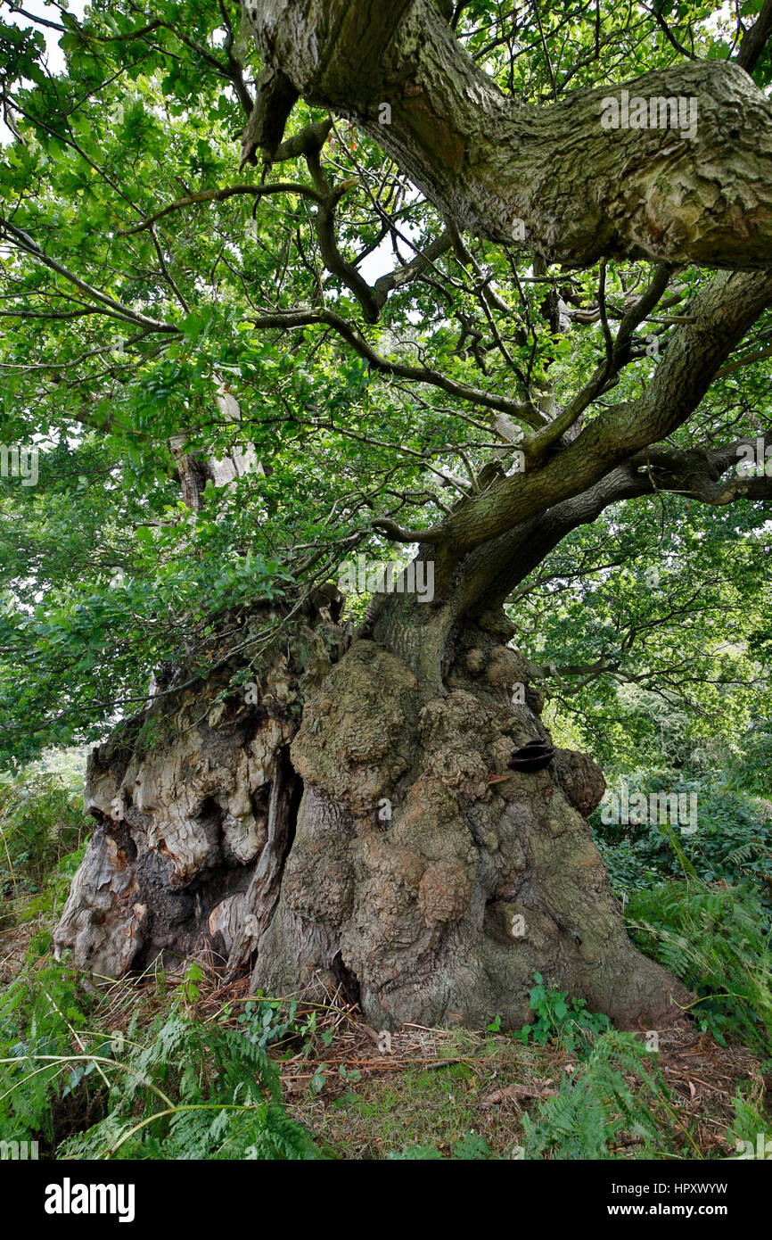 Ancient oak tree hi-res stock photography and images - Alamy