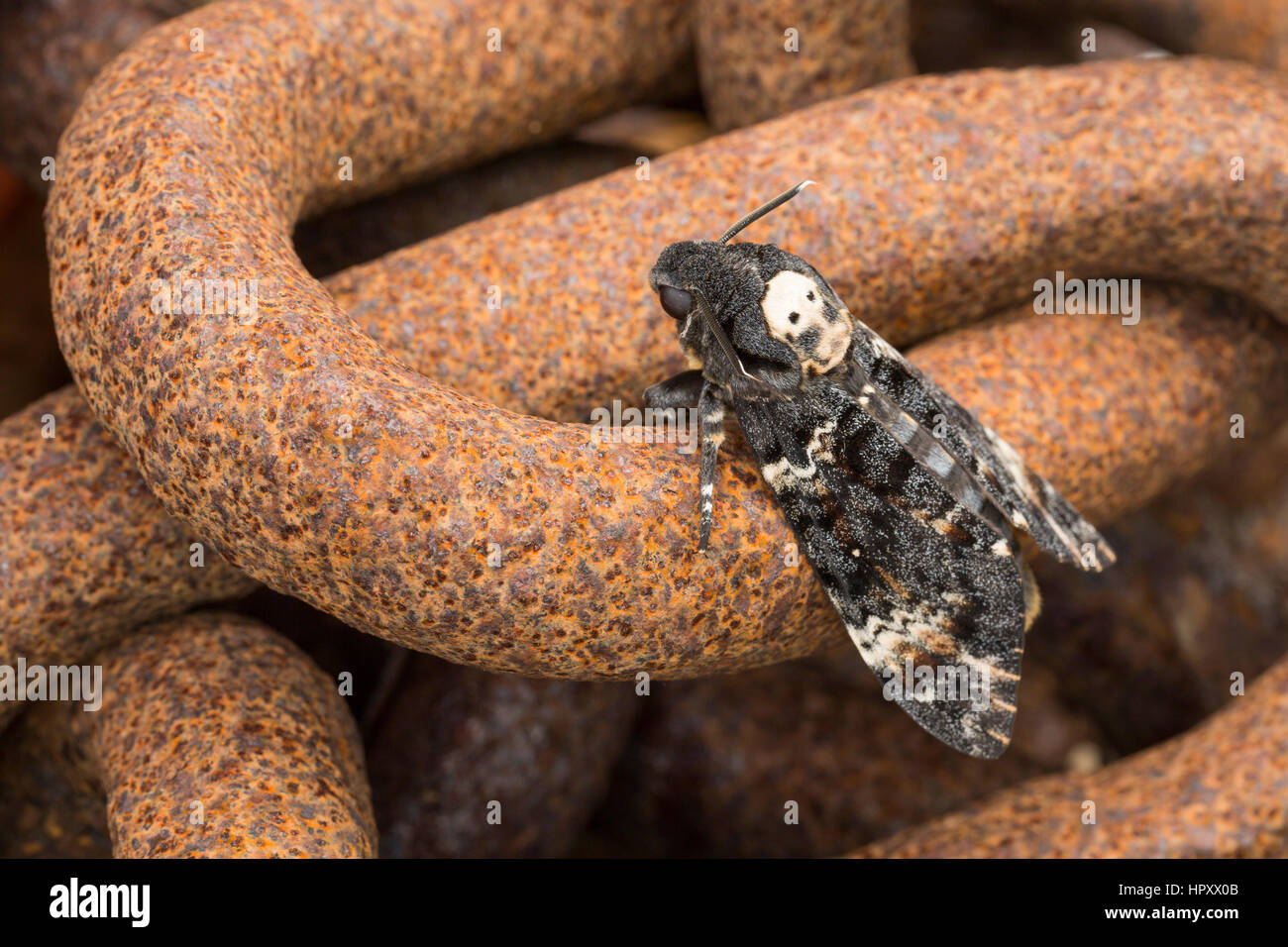 Moth skull uk hi-res stock photography and images - Alamy