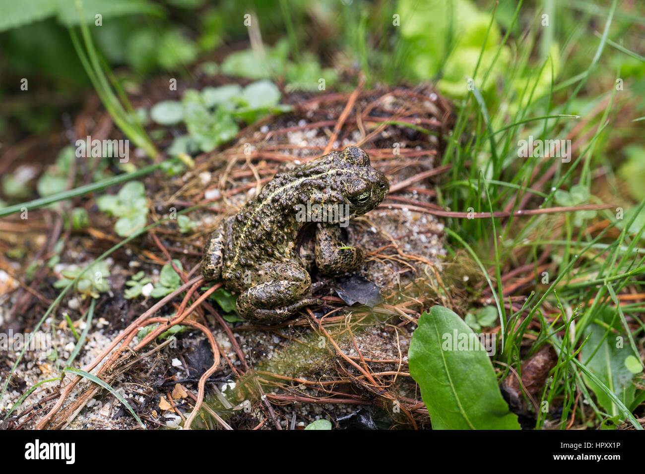 Natterjack toad hi-res stock photography and images - Alamy