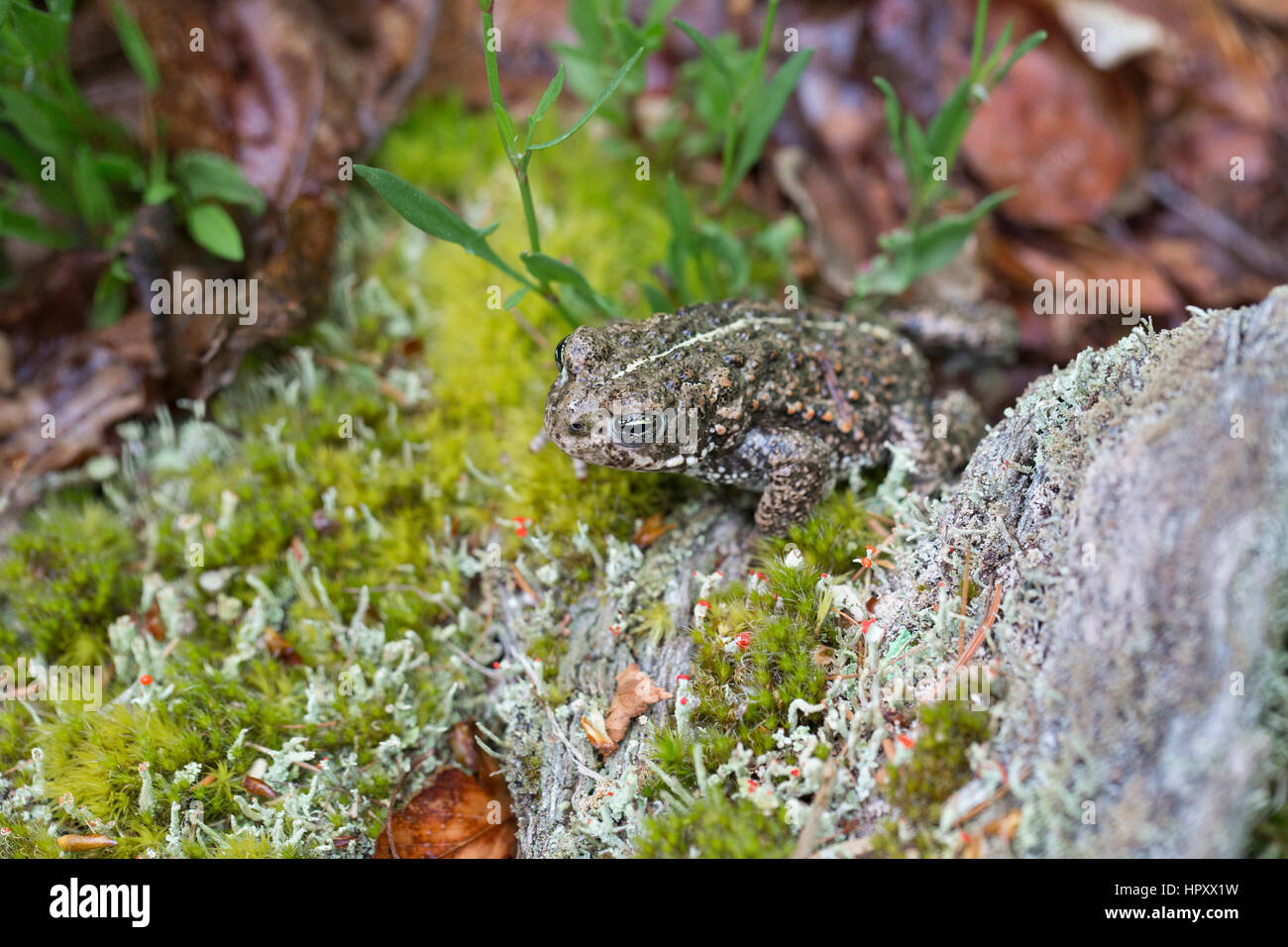 Natterjack Toad; Epidalea calamita UK Stock Photo - Alamy