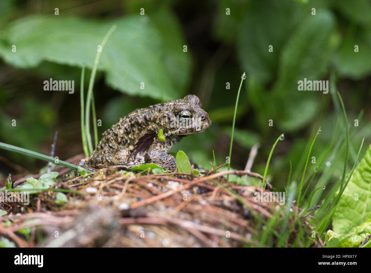 Natterjack toad uk hi-res stock photography and images - Alamy