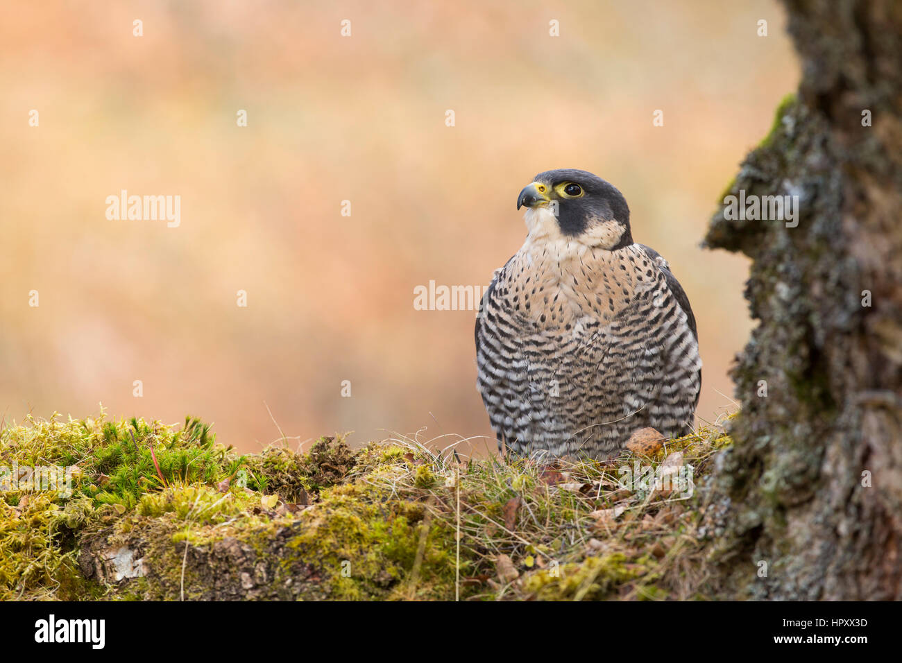 Peregrine; Falco peregrinus Scotland; UK Stock Photo - Alamy