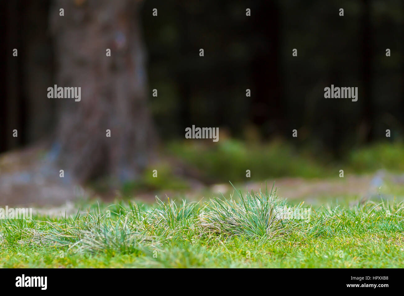 Green grass in dark forest shallow depth of field effect Stock Photo ...