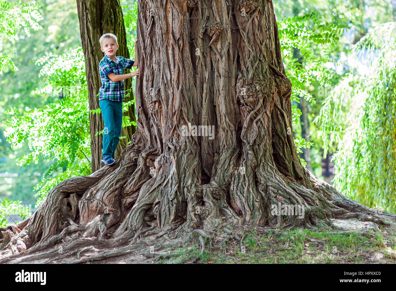 Little boy standing beside a big stump of an old tree. Happy child ...