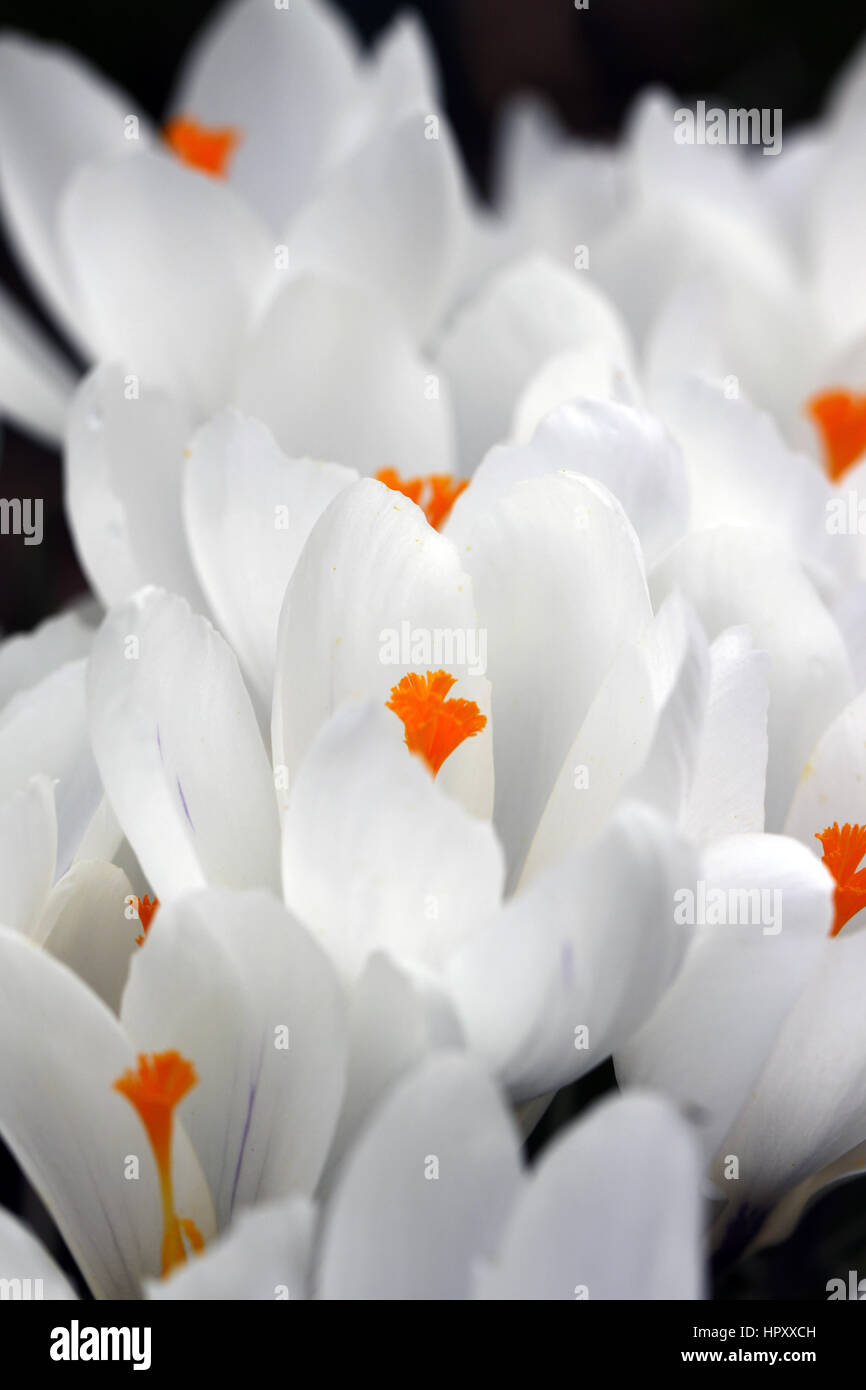 Isolated white spring flowers Stock Photo - Alamy