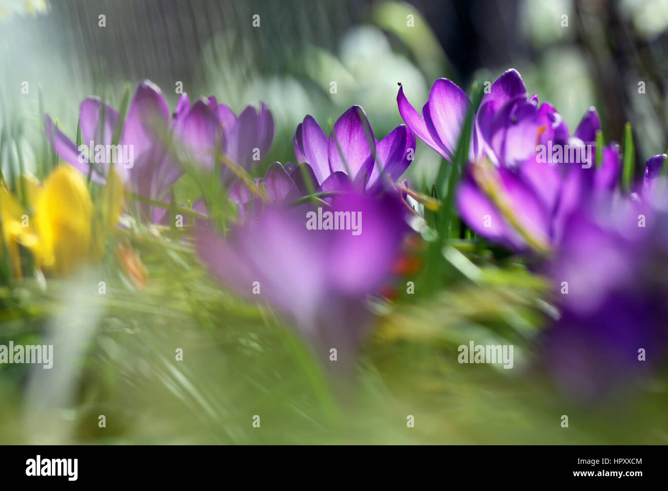 Magic garden flowers Stock Photo - Alamy