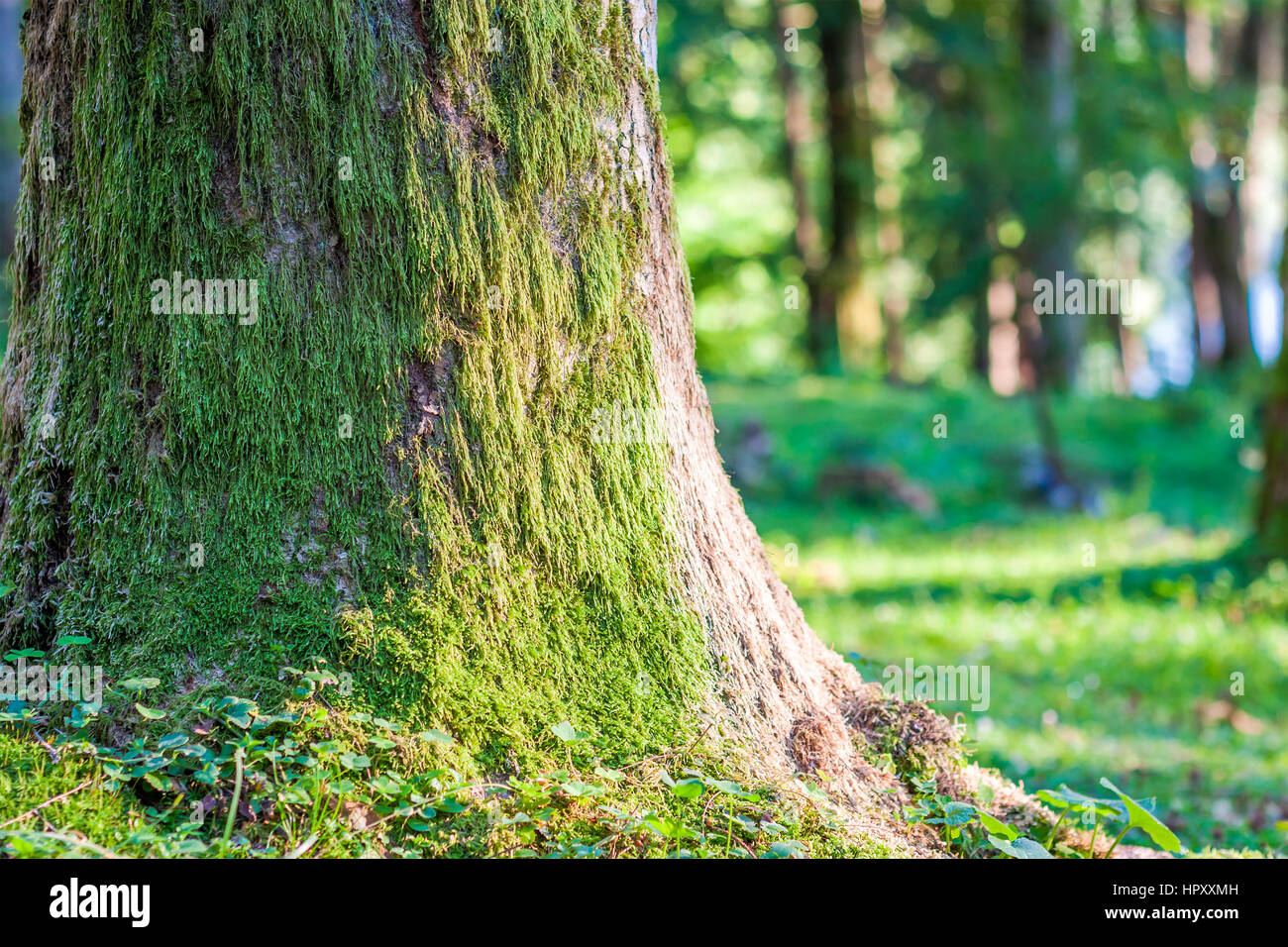 Stump with moss in autumn forest. Old tree stump covered with moss in ...