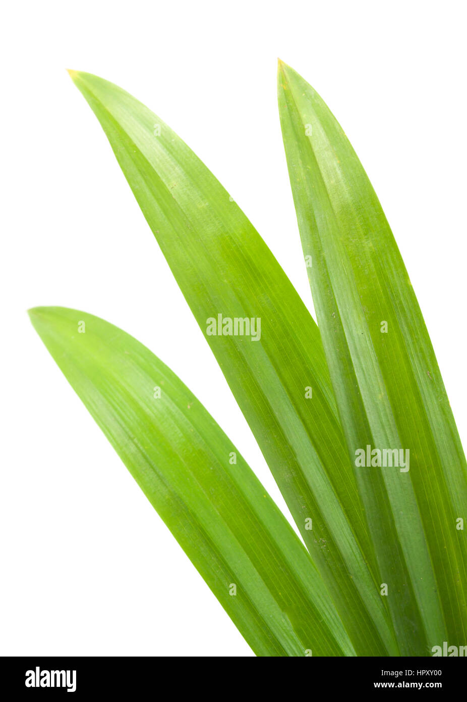 closeup green fresh pandan leaves thai herbal isolated Stock Photo - Alamy