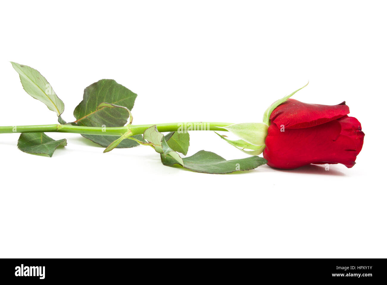 red rose isolated on white background Stock Photo - Alamy