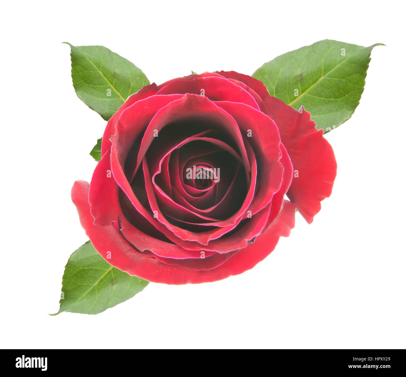 on top red rose isolated on white background Stock Photo - Alamy