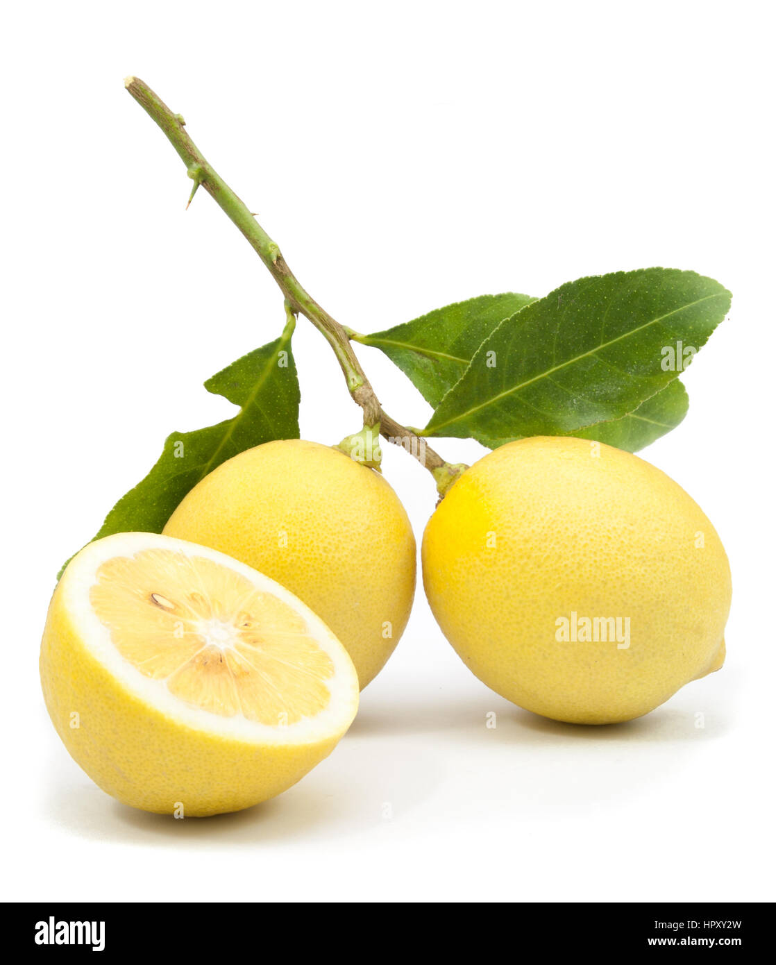 two ripe lemon in closeup isolated on white background Stock Photo - Alamy