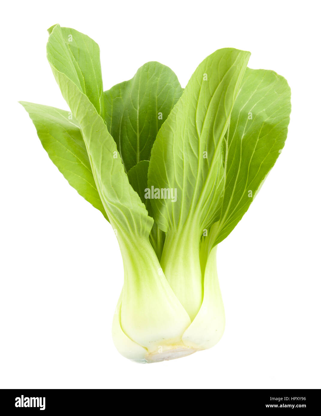 Baby Pak Choy (Chinese Cabbage) on white Stock Photo - Alamy
