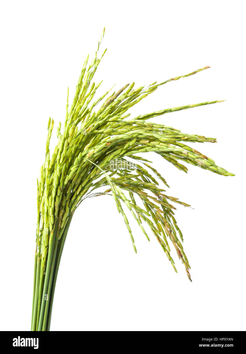 Spring bread barley spike Cut Out Stock Images & Pictures - Alamy