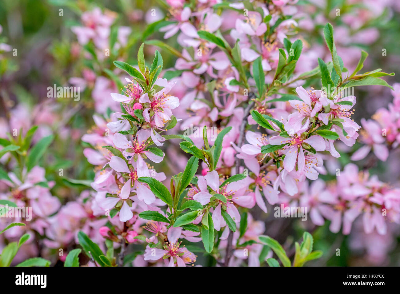 Wallpaper with blossoming of dwarf Russian almond or Prunus tenella in ...
