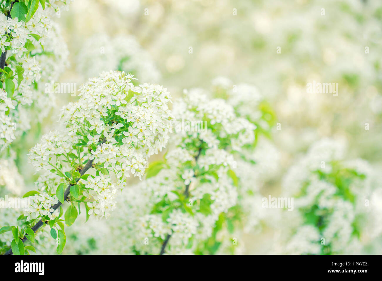 Beautiful sping bloom of wild plum flowers Stock Photo - Alamy