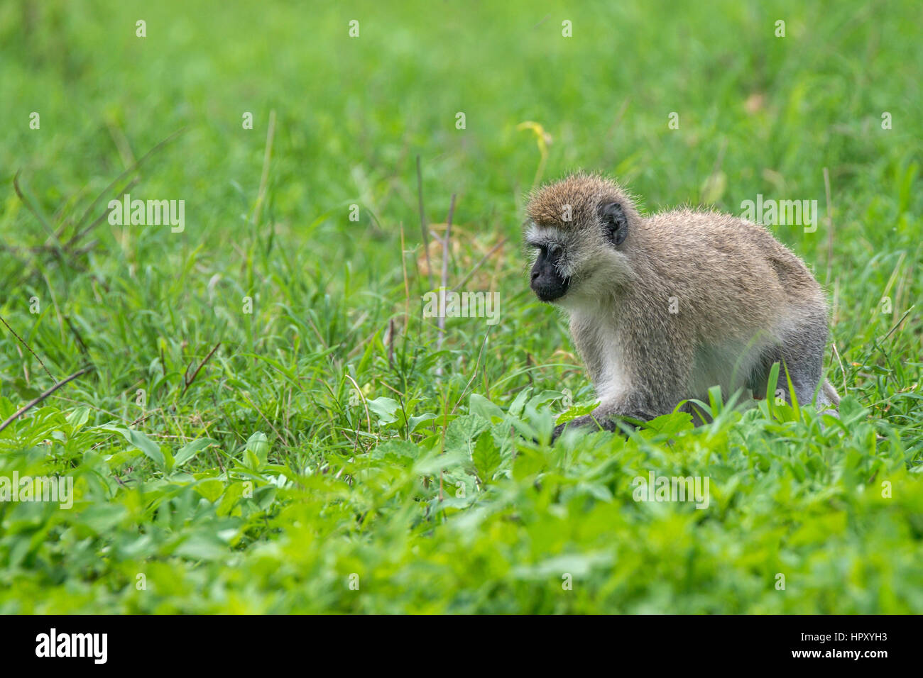 Vervet monkey or Chlorocebus pygerythrus grazing in Ngorongoro crater ...