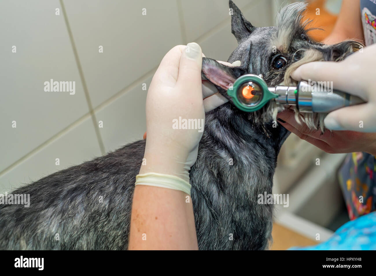 Veterinary physician examining ear of labrador with otoscope Stock ...