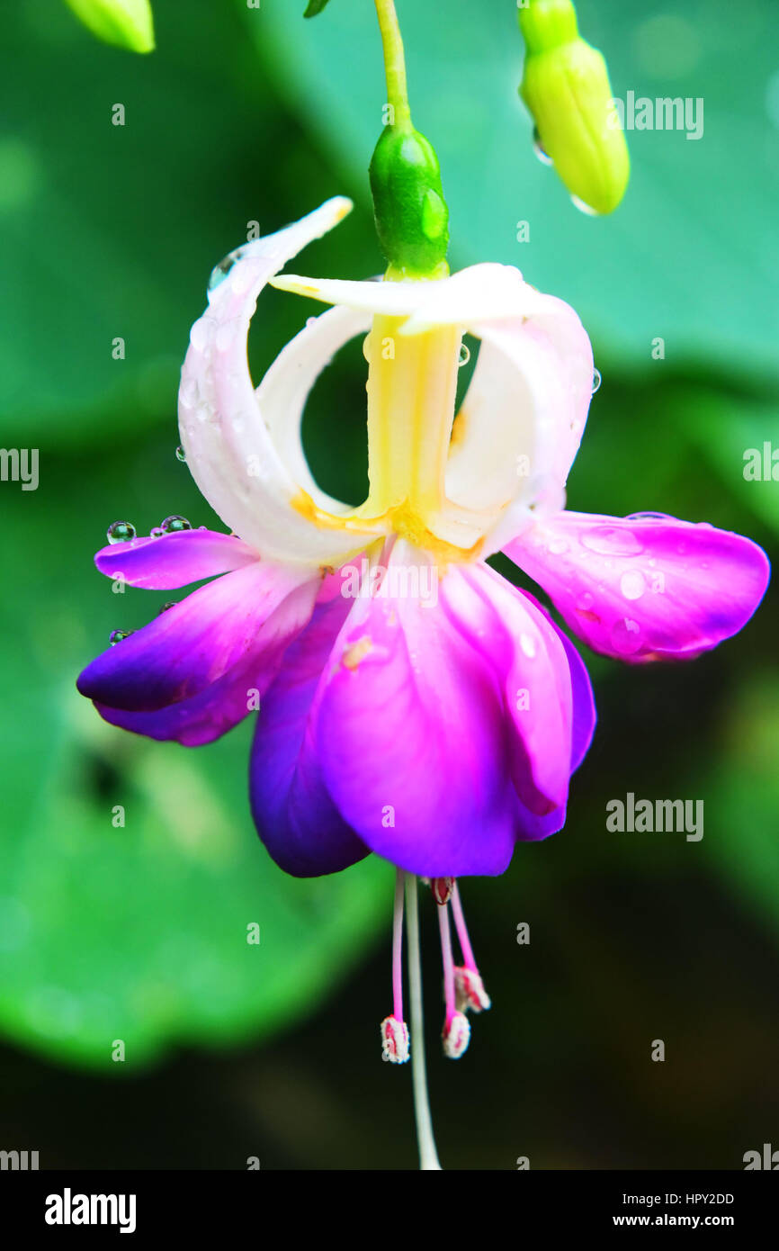 All white fuchsia flower hi-res stock photography and images - Alamy
