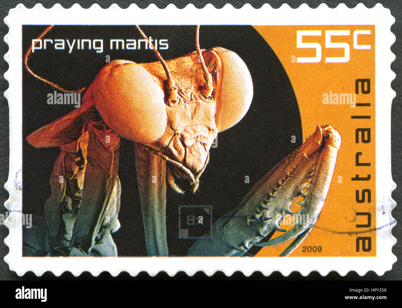 Australian praying mantis hi-res stock photography and images - Alamy