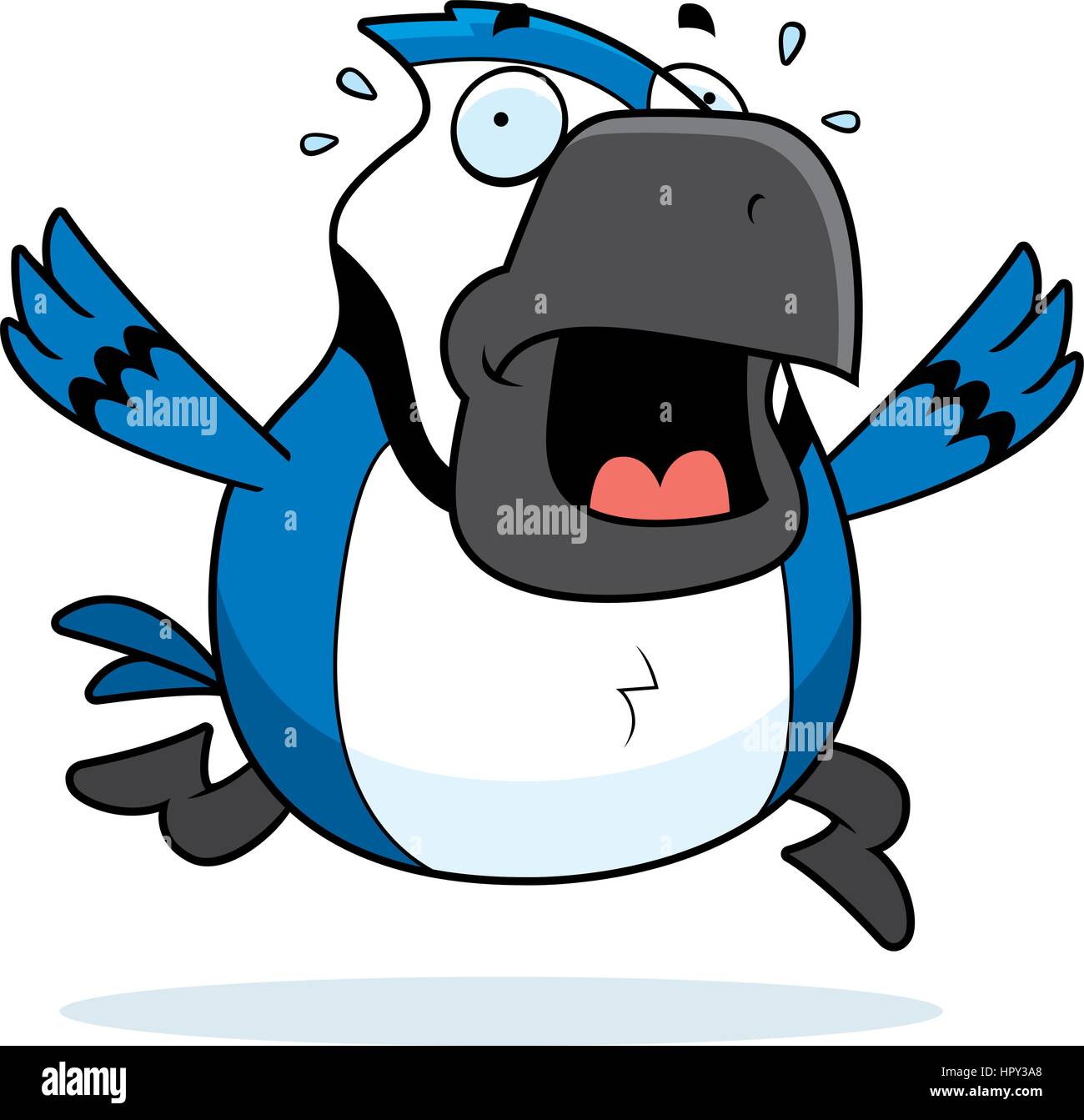 Blue jay screaming hi-res stock photography and images - Alamy