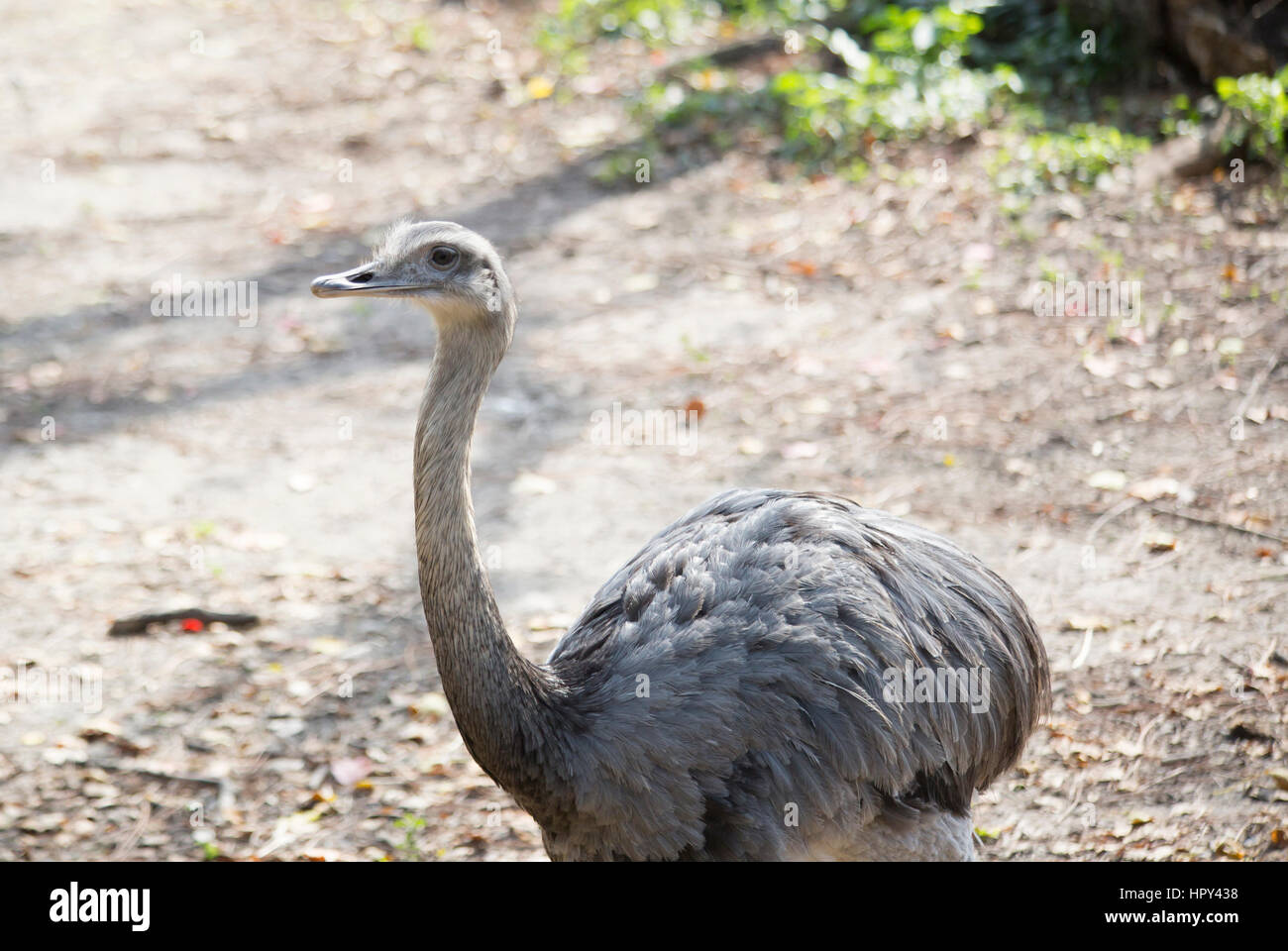 A single rhea bird in a natural habitat Stock Photo - Alamy